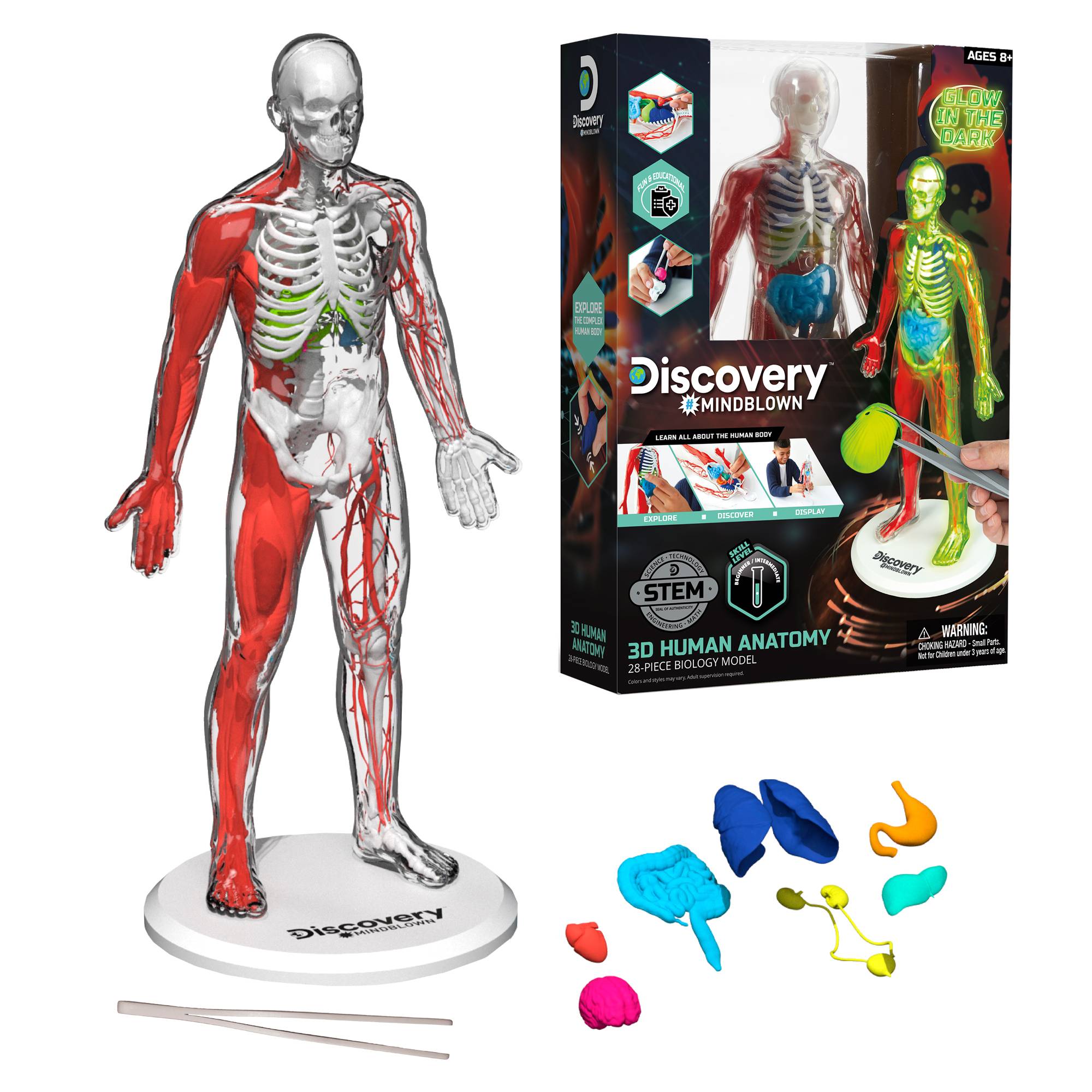 human dissection toy