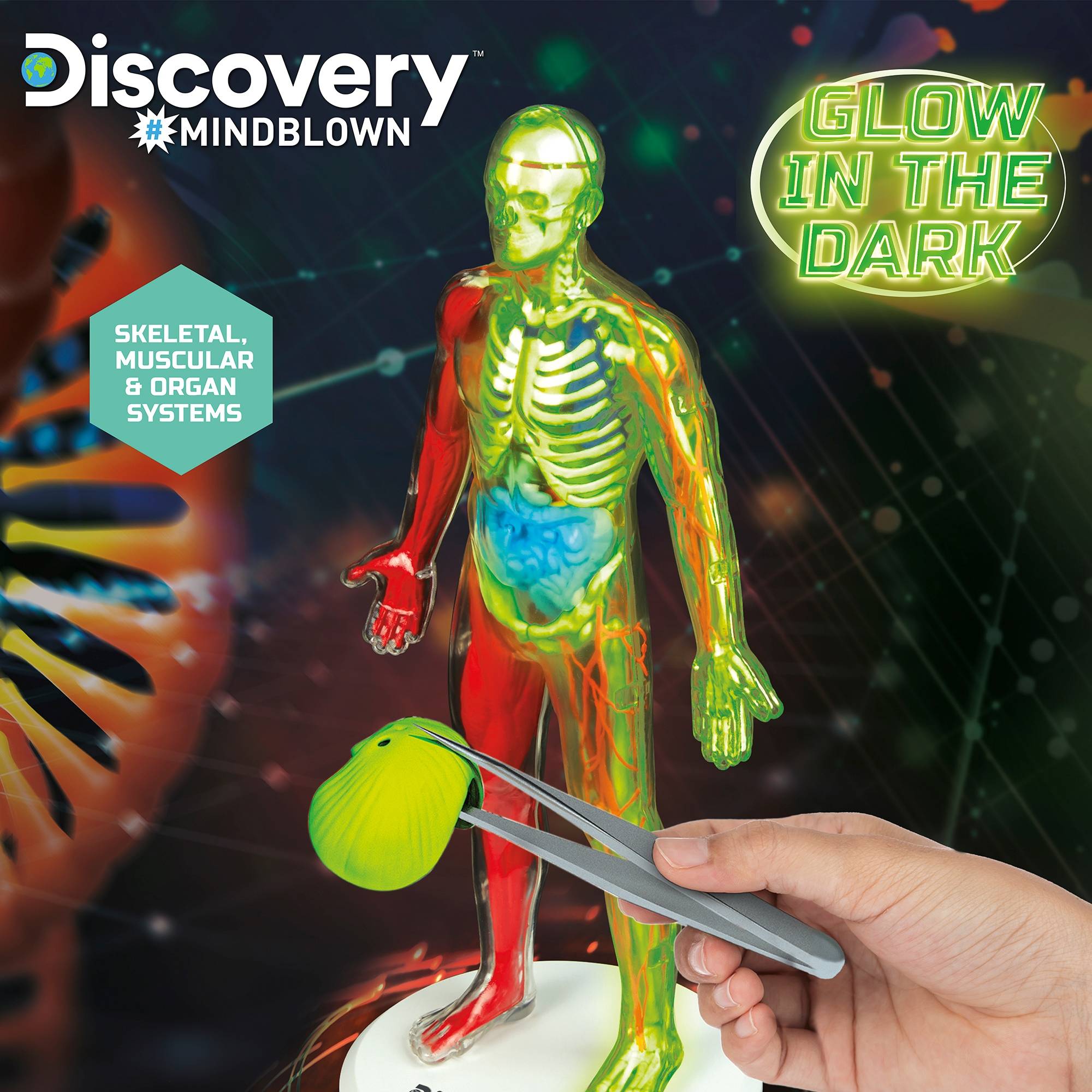 human dissection toy